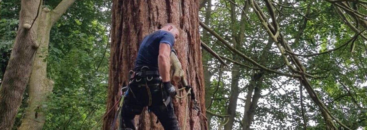 Ace Tree Services | Your Local Link Magazine