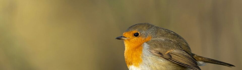 Community Birdwatching | Your Local Link Magazine