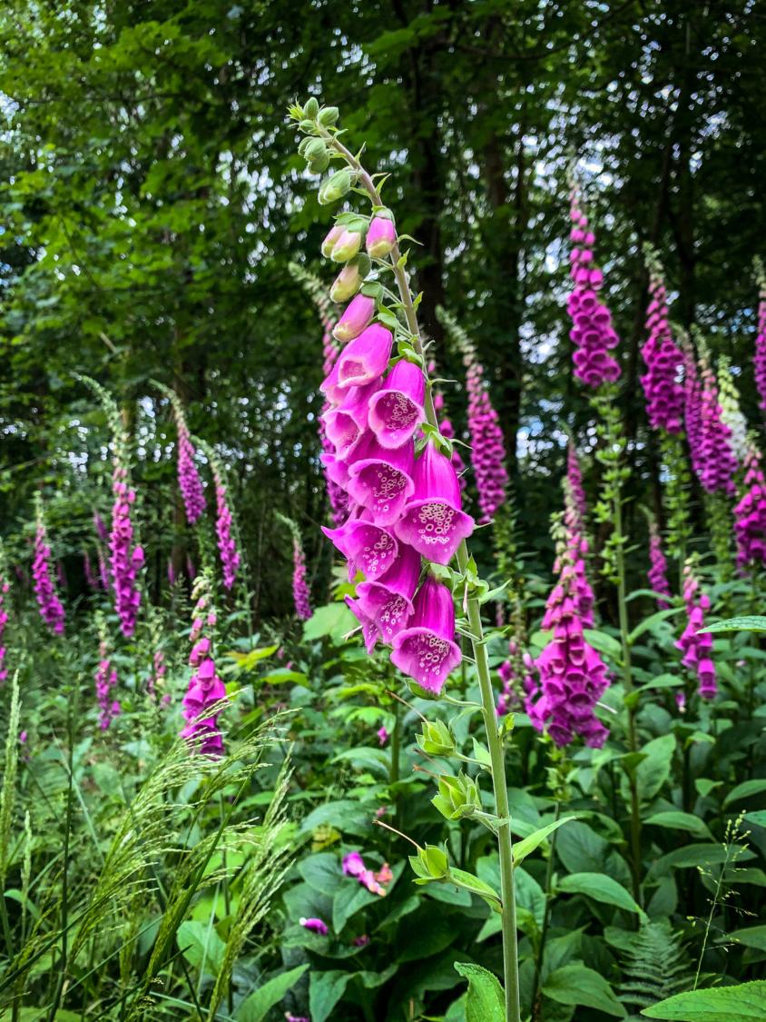 WILDFLOWERS IN BLOOM: Creating a spring wildflower meadow - in your ...